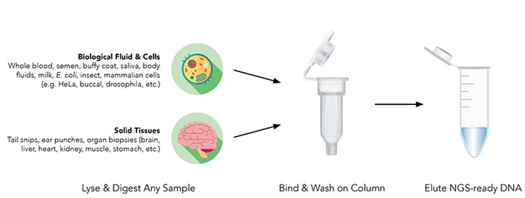 Cambridge Bioscience: DNA from cells/tissues: Quick-DNA